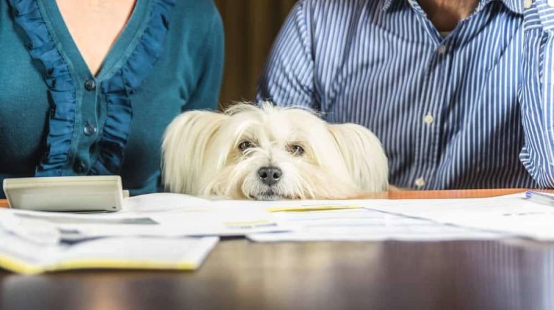 6 Dog-Related Tax Deductions You May Be Eligible To Claim ...